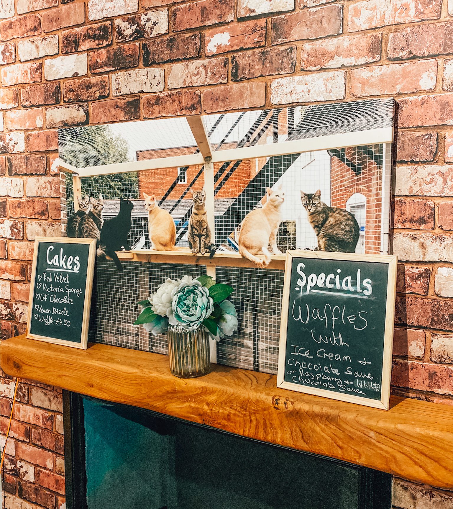 Afternoon Tea at Paws for Thought Cat Cafe | Adventures with Natasha