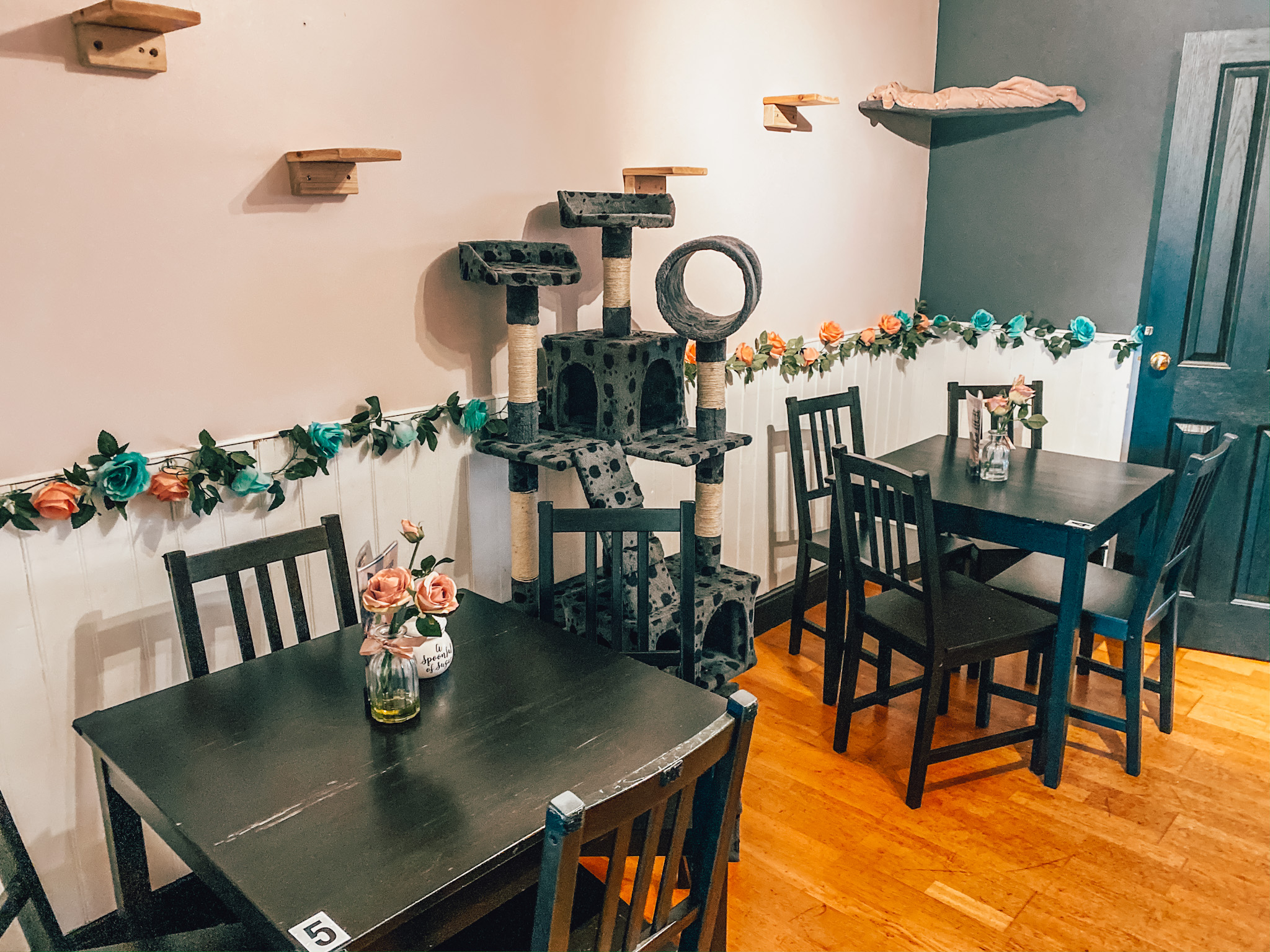 Afternoon Tea at Paws for Thought Cat Cafe | Adventures with Natasha